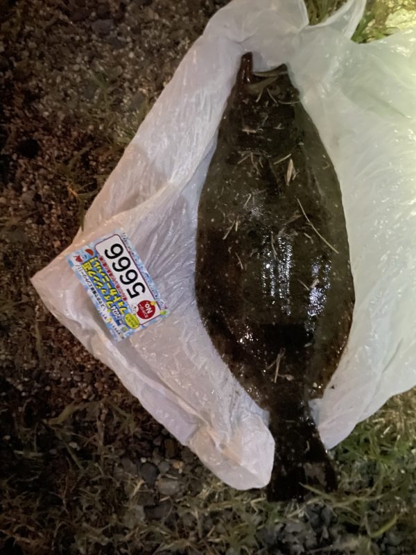 ヒラメ｜エントリーNo：5666｜ – フィッシング遊フォトカーニバル みんなでわいわいコース